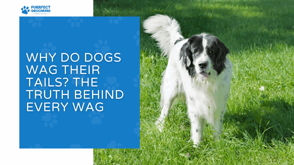 Why Do Dogs Wag Their Tails? The Truth Behind Every Wag