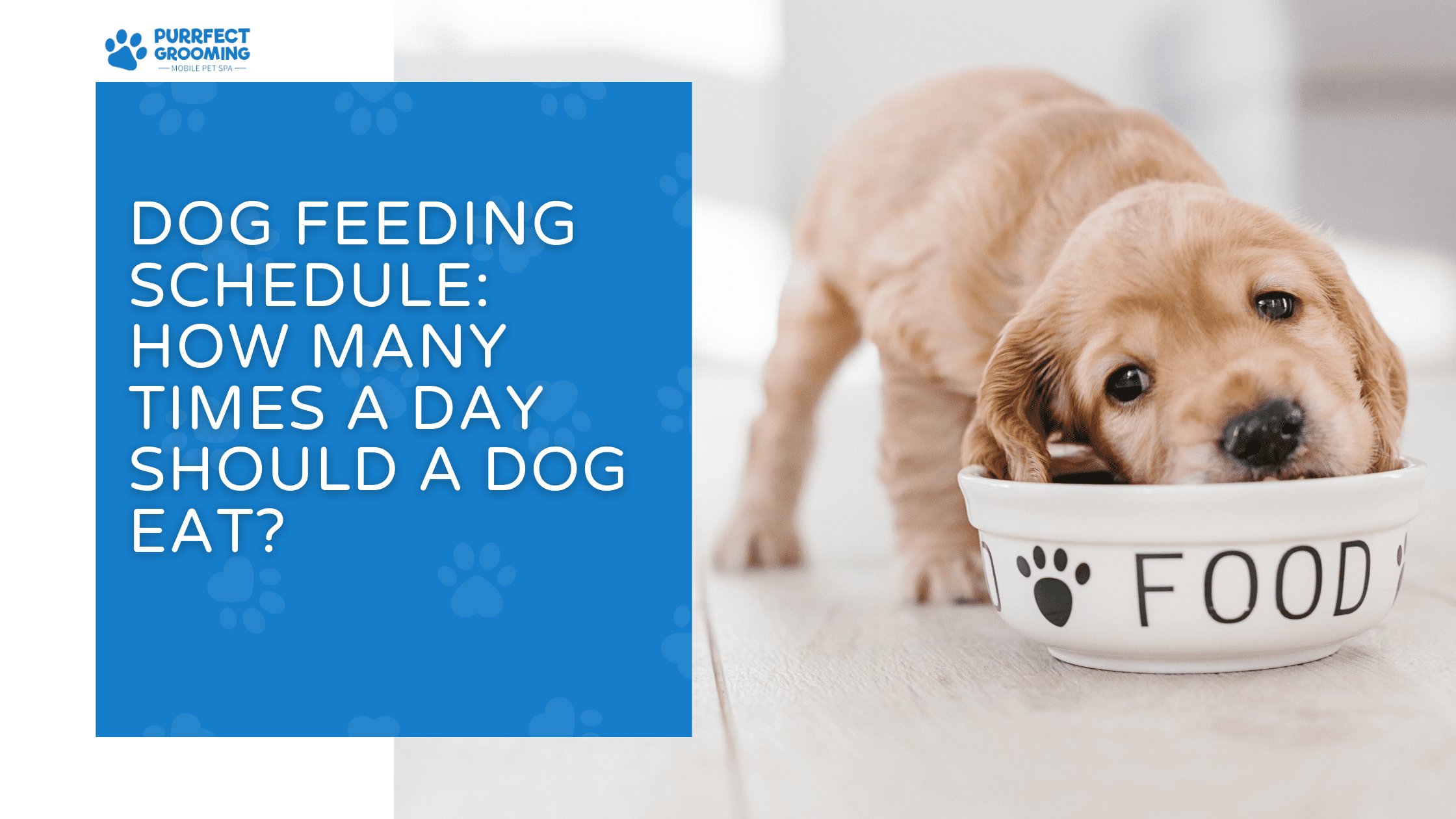 Dog Feeding Schedule: How Many Times a Day Should a Dog Eat?