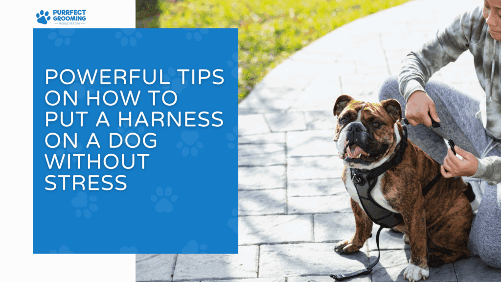 7 Powerful Tips on How to Put a Harness on a Dog Without Stress