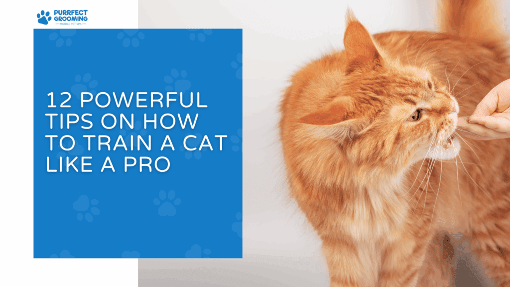 12 Powerful Tips on How to Train a Cat Like a Pro