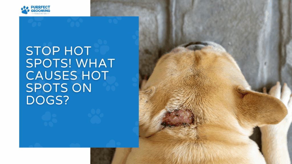 Stop Hot Spots! What Causes Hot Spots on Dogs?