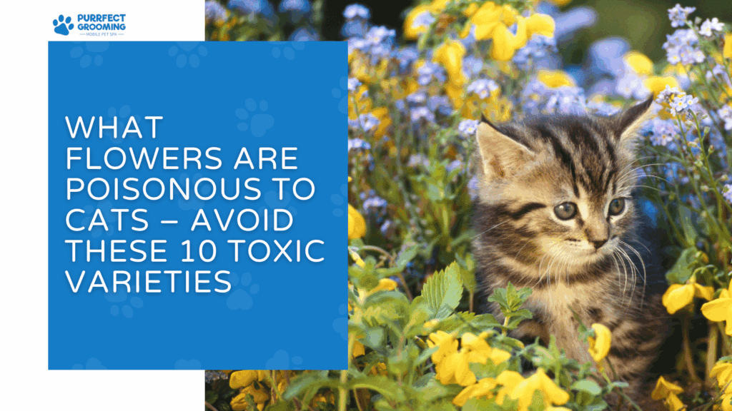 What Flowers Are Poisonous to Cats – Avoid These Toxic Varieties