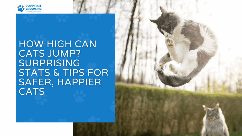 How High Can Cats Jump? Surprising Stats & Tips for Safer Cats