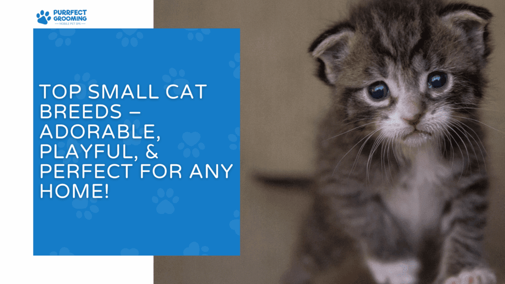 Top 8 Small Cat Breeds – Adorable & Perfect for Any Home!