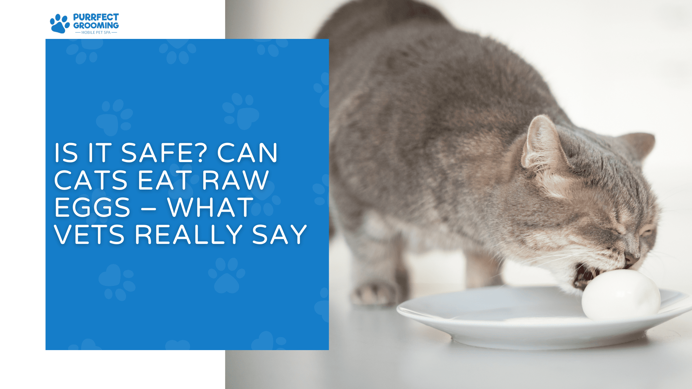 Is It Safe? Can Cats Eat Raw Eggs – What Vets Really Say