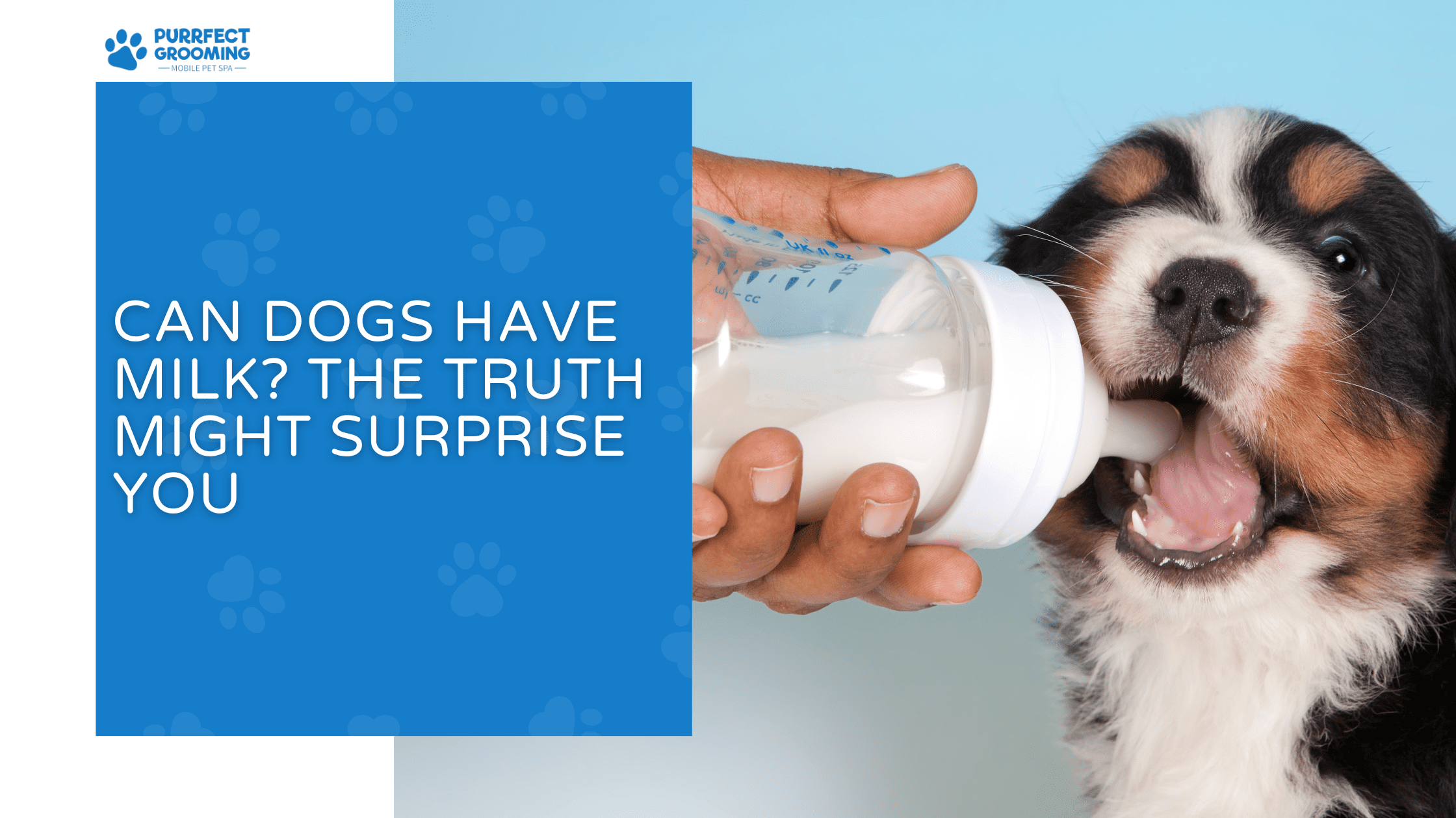 Can Dogs Have Milk? The Truth Might Surprise You
