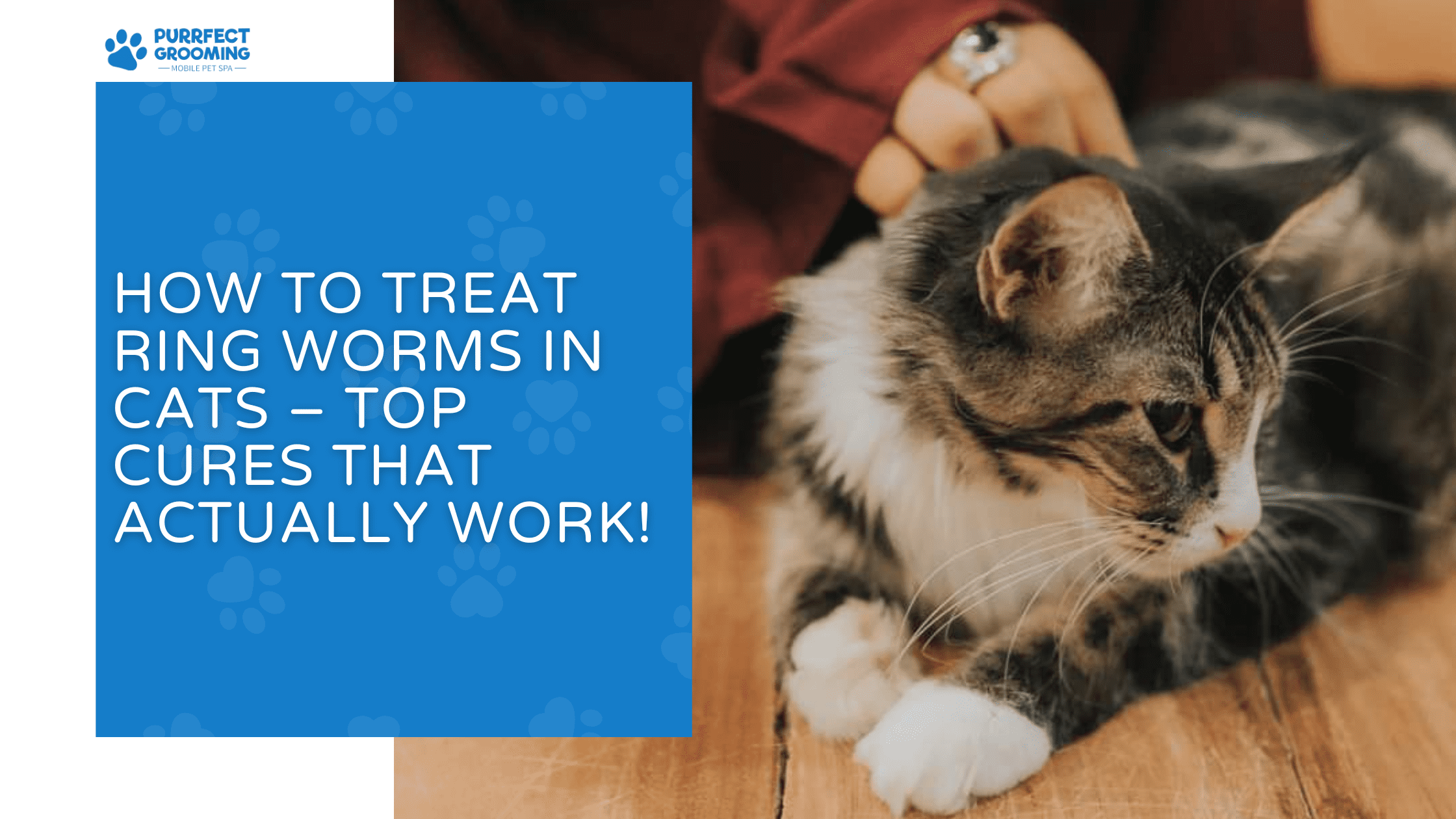 How to Treat Ring Worms in Cats – Top Cures That Actually Work!