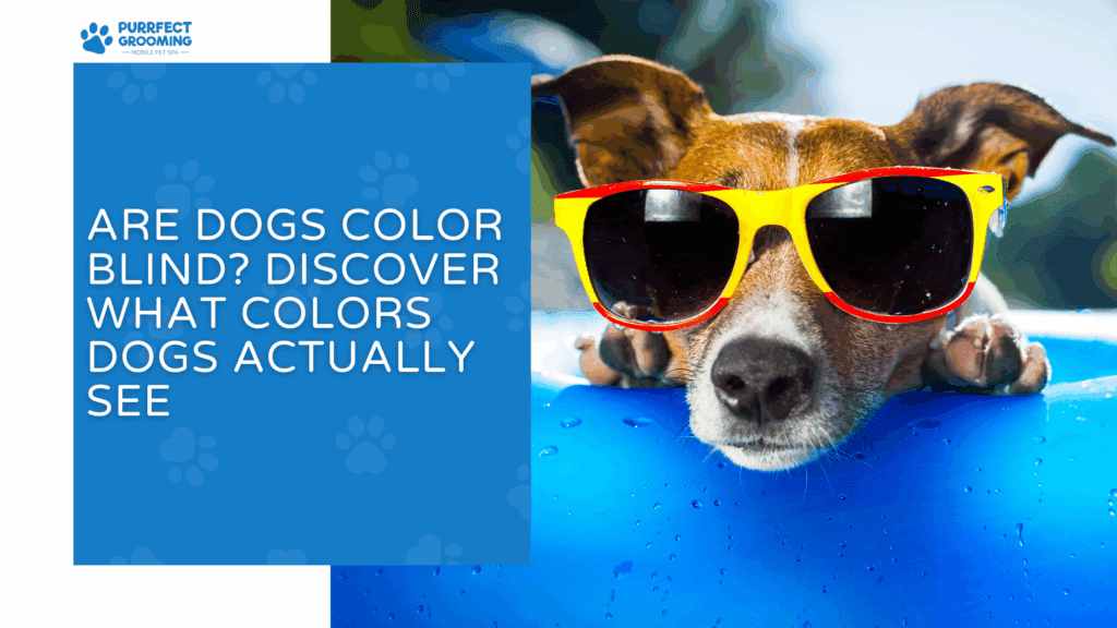 Are Dogs Color Blind? Discover What Colors Dogs Actually See