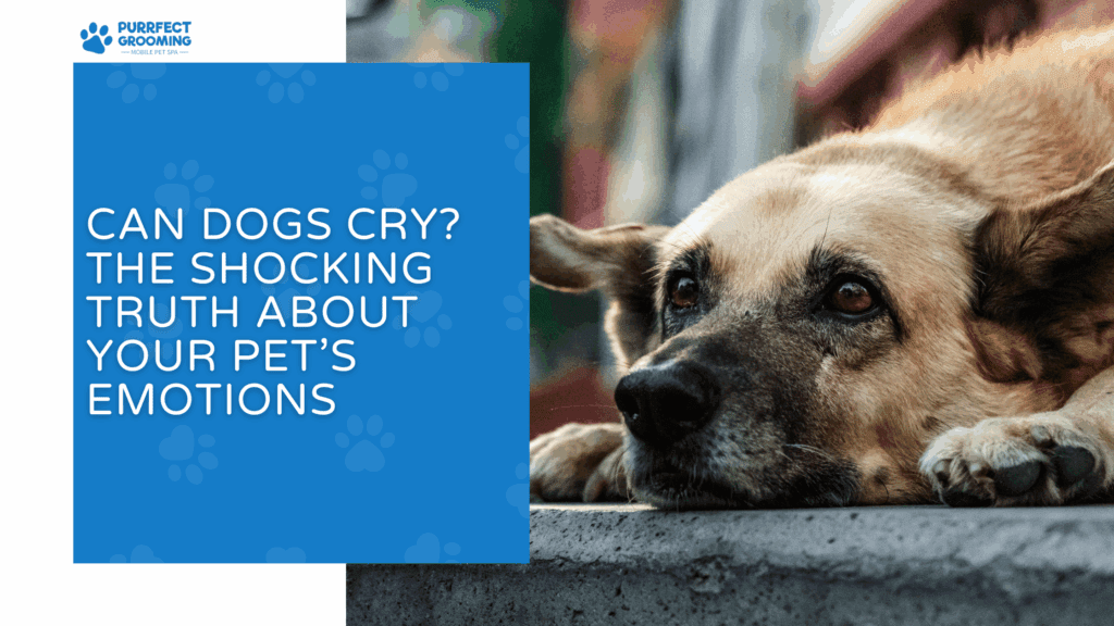 Can Dogs Cry? The Shocking Truth About Your Pet’s Emotions