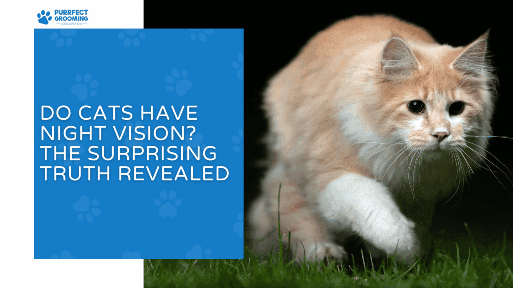 Do Cats Have Night Vision? The Surprising Truth Revealed