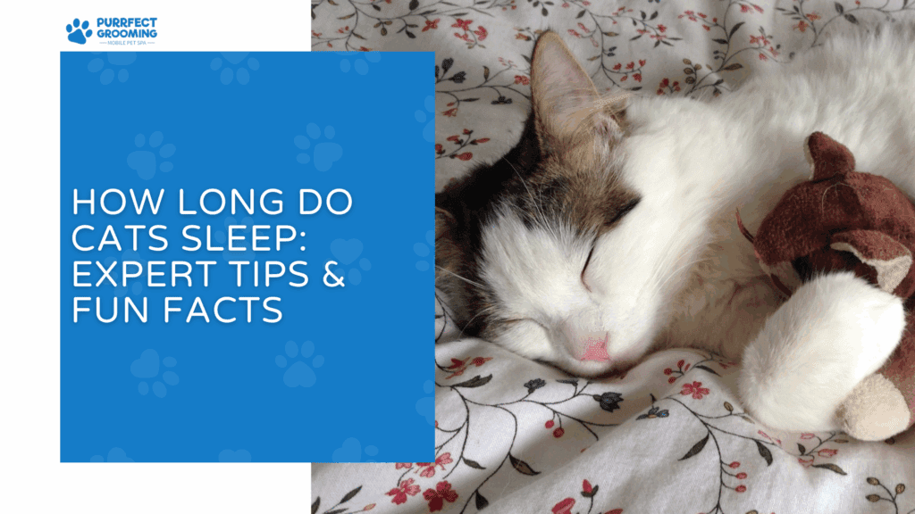 How Long Do Cats Sleep: Expert Tips & Fun Facts