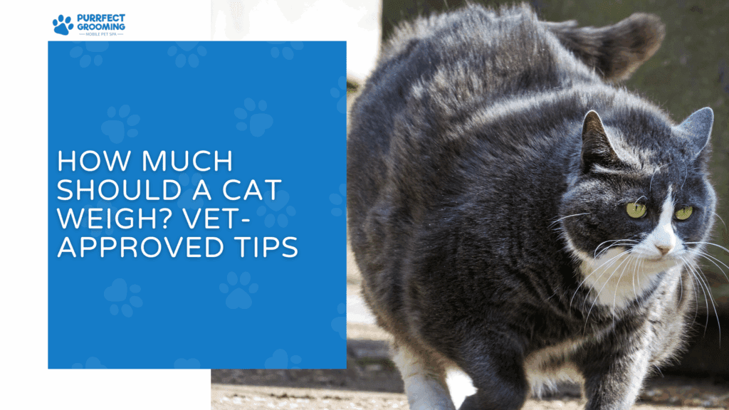 How Much Should a Cat Weigh? Vet-Approved Tips