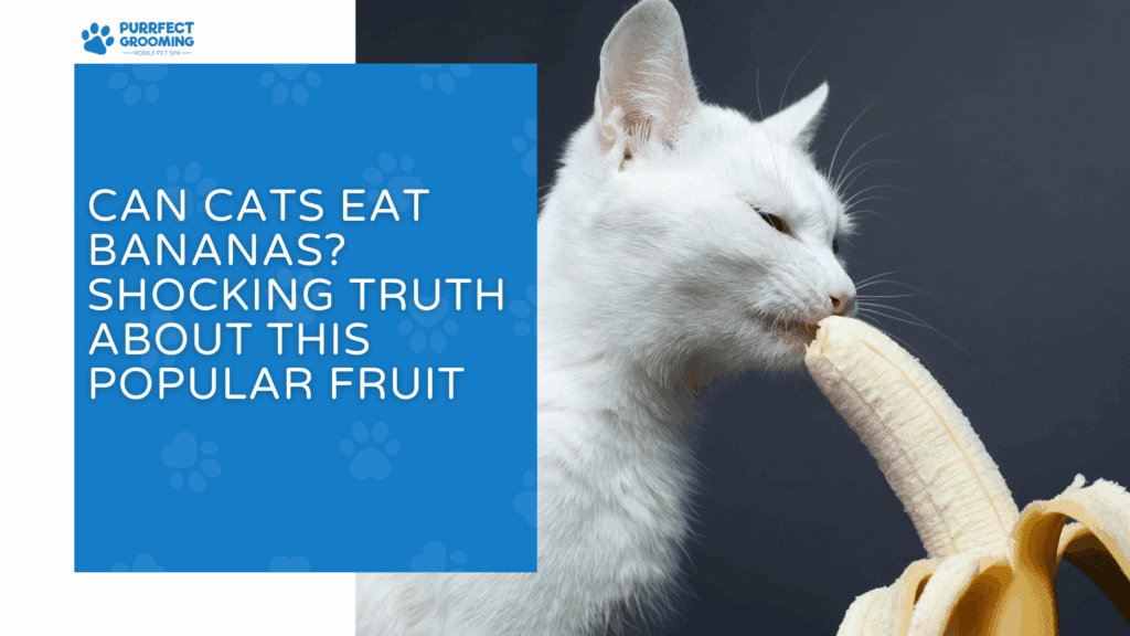 Can Cats Eat Bananas? Shocking Truth About This Popular Fruit