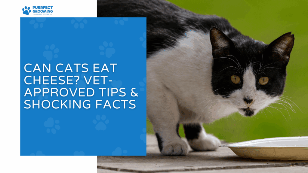 Can Cats Eat Cheese? Vet-Approved Tips & Shocking Facts