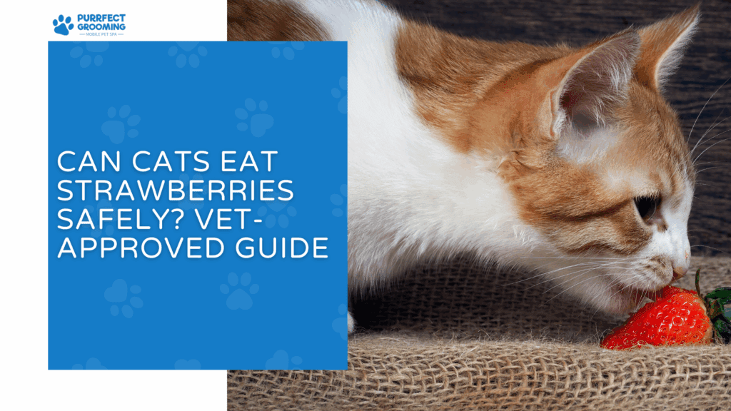 Can Cats Eat Strawberries Safely? Vet-Approved Guide