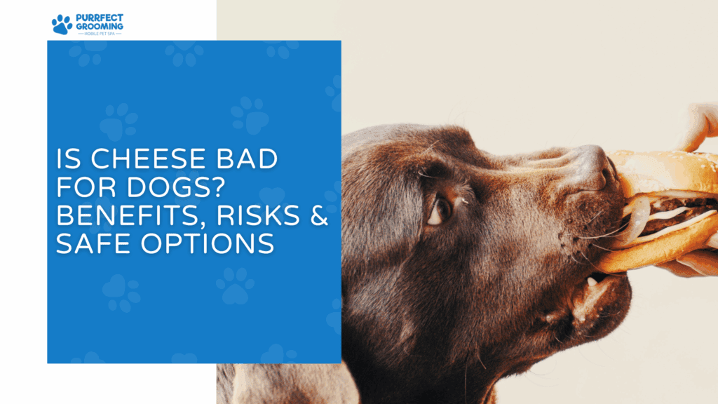 Is Cheese Bad for Dogs? Benefits, Risks & Safe Options
