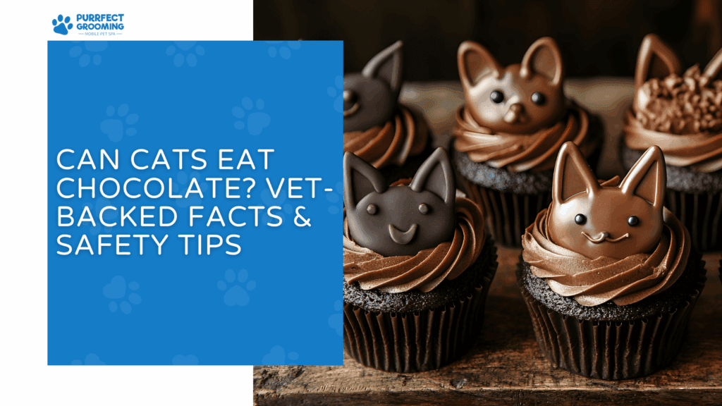 Can Cats Eat Chocolate? Vet-Backed Facts & Safety Tips