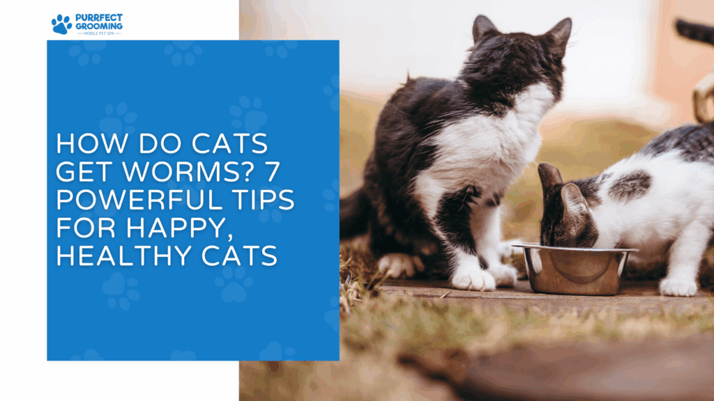 How Do Cats Get Worms? 7 Powerful Tips for Happy, Healthy Cats