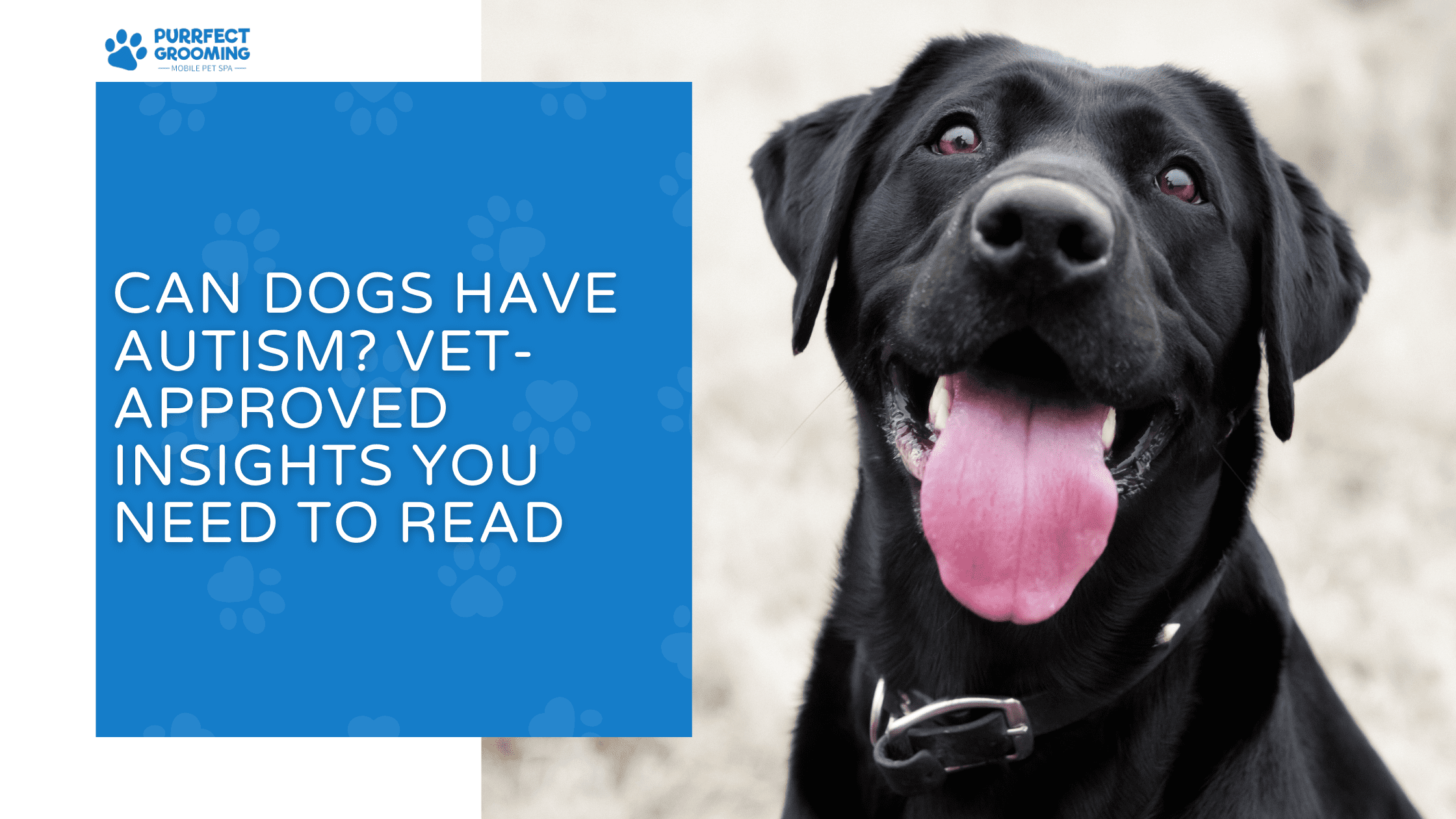 Can Dogs Have Autism? Vet-Approved Insights You Need to Read