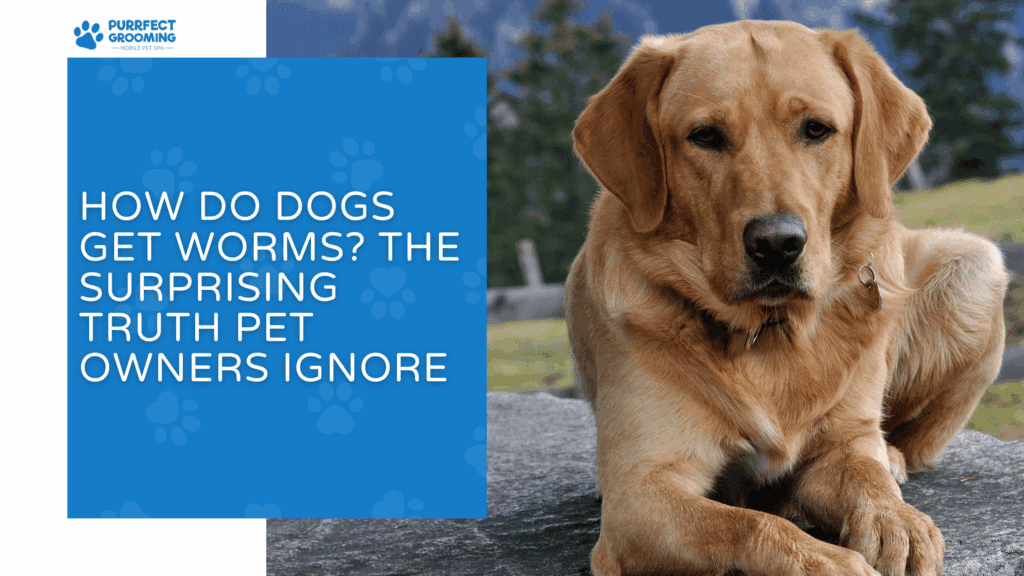 How Do Dogs Get Worms? The Surprising Truth Pet Owners Ignore ...