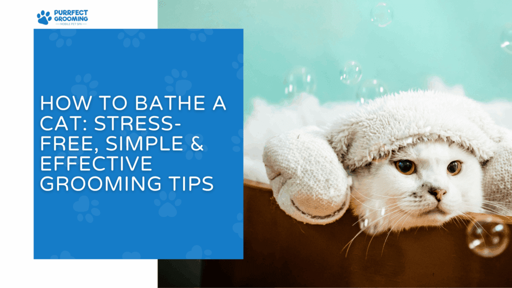 How to Bathe a Cat: Stress-Free, Simple & Effective Grooming Tips