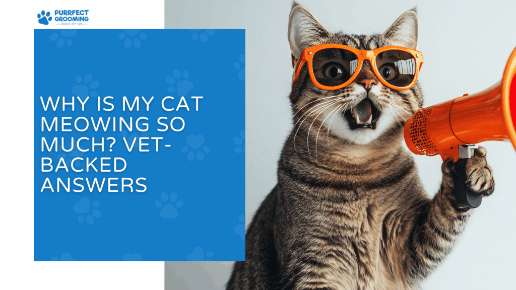 Why Is My Cat Meowing So Much? Vet-Backed Answers