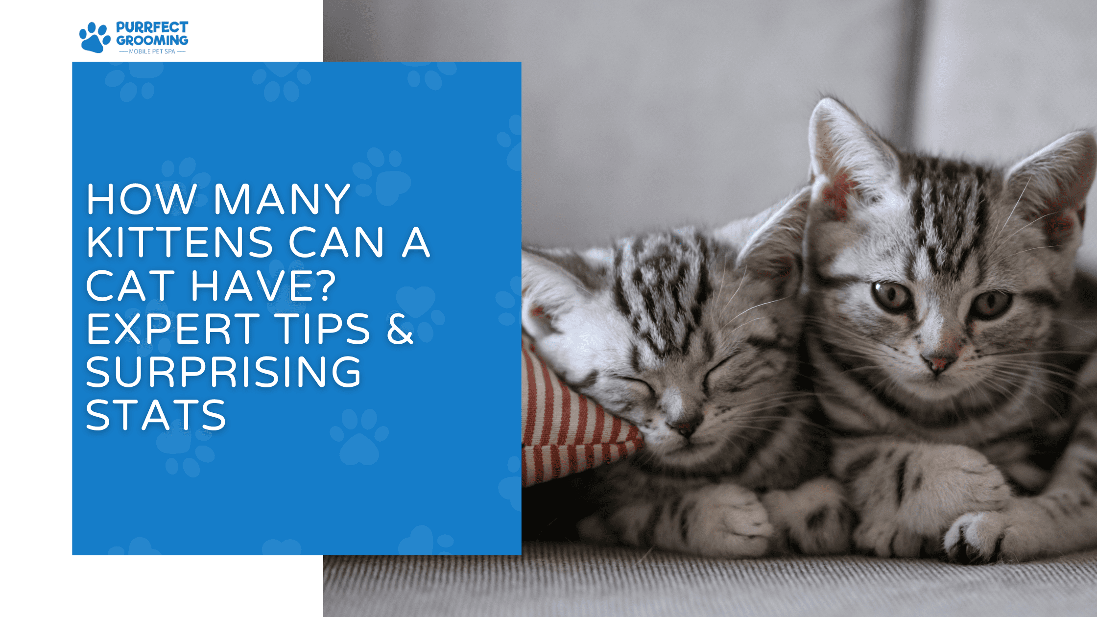 How Many Kittens Can a Cat Have? Expert Tips & Surprising Stats