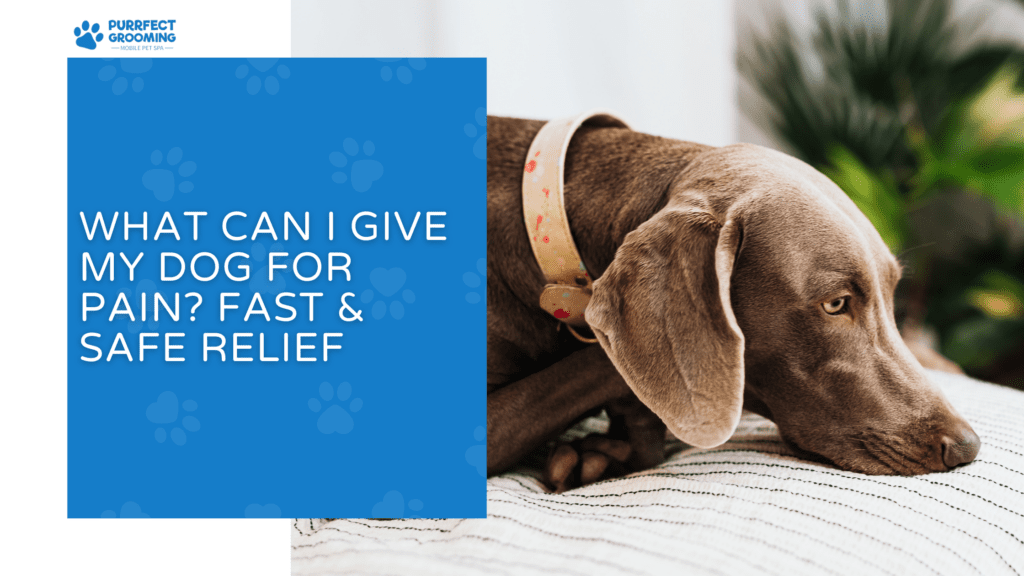 What Can I Give My Dog for Pain? Fast & Safe Relief