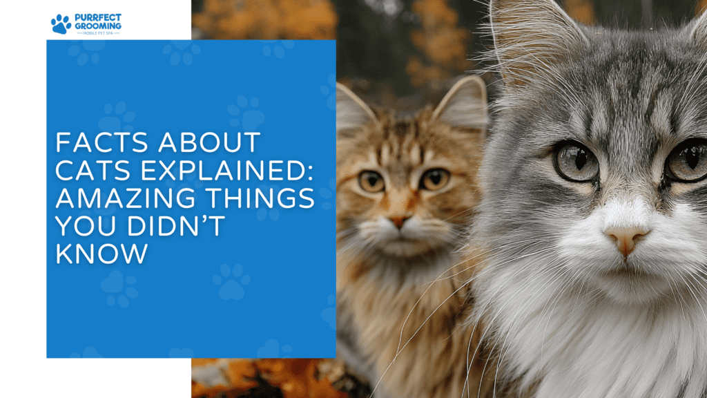 Facts About Cats Explained: Amazing Things You Didn’t Know